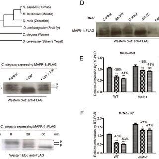 Mitochondria Are Dynamically Regulated By Mafr 1maf1 A Mitochondrial