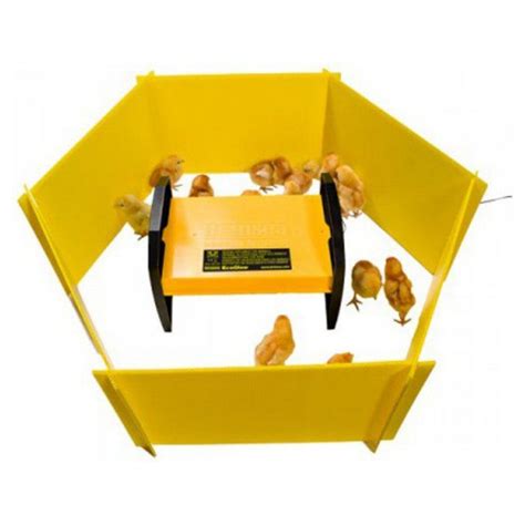 Chicken Brooder Enclosure Panels Chicken Brooder Brooder Chicken