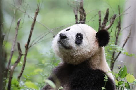 10 Of The Worlds Most Endangered Animals Wwf