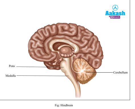 Central Neural System Brain Overview And Spinal Cord Aesl