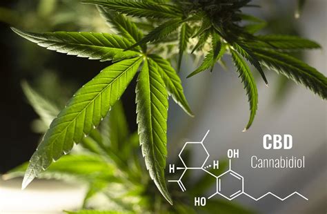 How Using Cbd Can Help You Focus Curious Mind Magazine