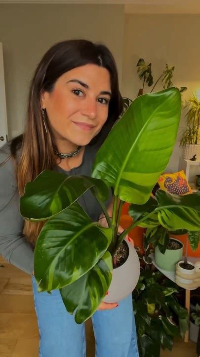 Truco Strelitzia Variegata Plantasdecasa Plantas Plantcare Youtube