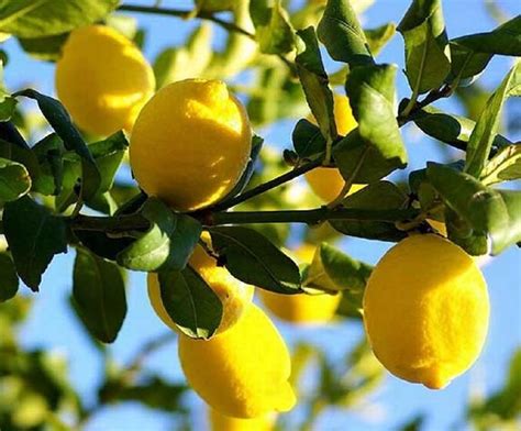 Lemon Organic Sunshine Spirit Co