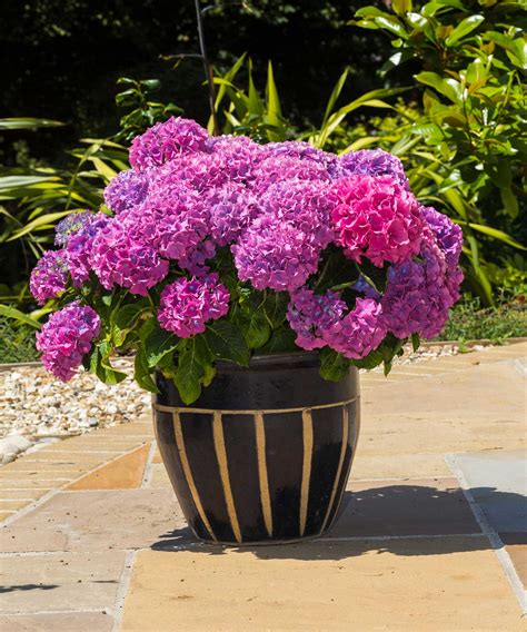 Hydrangea In Container Pots