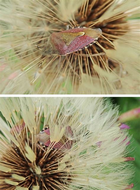 Hairy In Hiding Earthstar