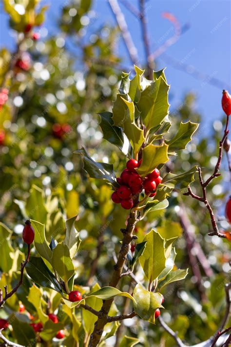 Ilex Aquifolium Oder Weihnachtsstechpalme Grünes Laub Der Stechpalme