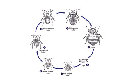Jak Na štěnice Vyhubte Nezvané Návštěvníky Bydletsnadno Cz