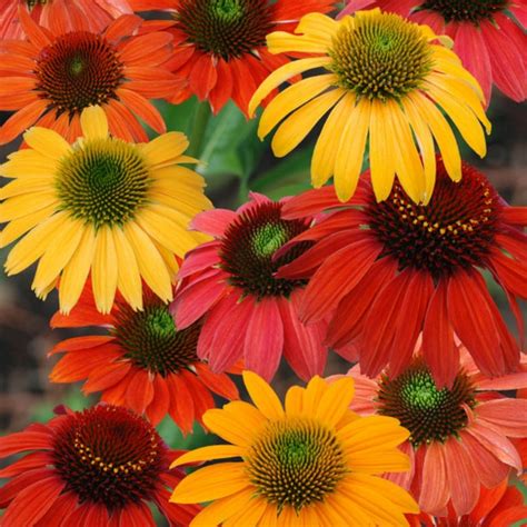 Cheyenne Spirit Coneflower