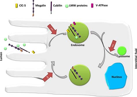 Receptor‐mediated Endocytosis Of Lmw Proteins In The Proximal Tubule