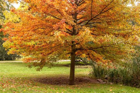 Oak Tree Autumn