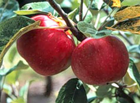 Improved Foxwhelp Apple Medium Heritage Fruit Trees