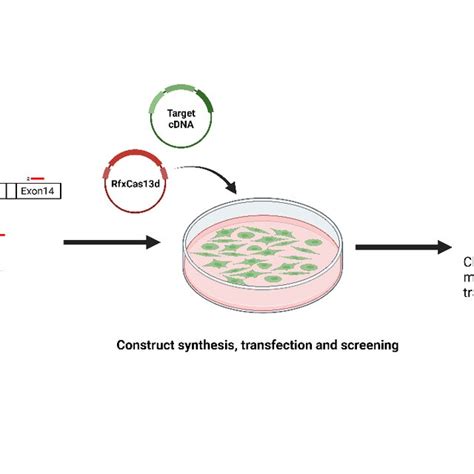 Quantitative Analysis Of Cas13d Mediated Knockdown Of Nkcc1 Rna From Download Scientific