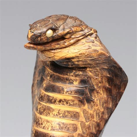 Taxidermy King Cobra With Seed Pearl Eyes Early 20th C Ebth