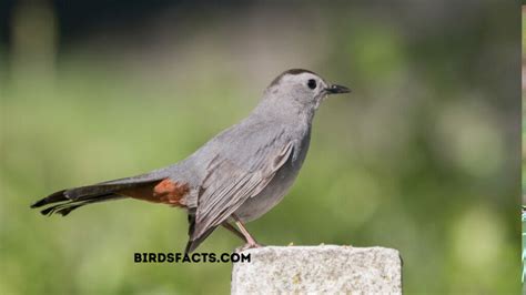 Uncovering The Distinctions Catbird Vs Mockingbird