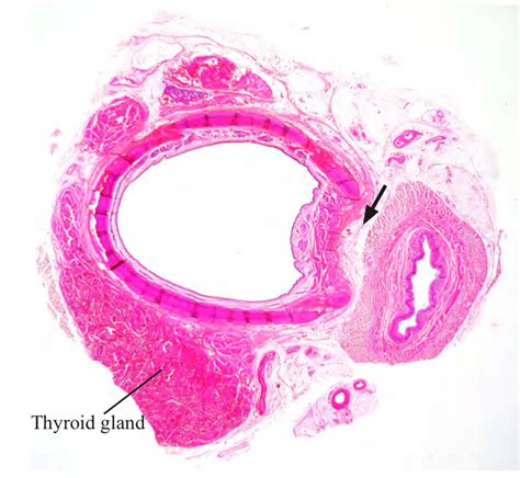 Diagram Of Oesophagus Quizlet