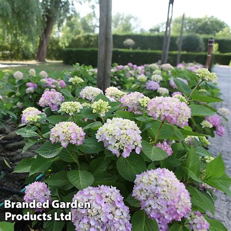 Hydrangea Endless Summer The Original 3 Litre Potted Plant X 1