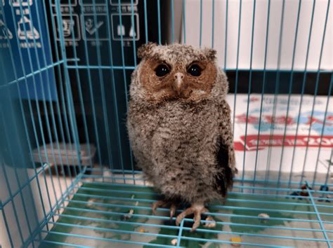 小孩哥”又立功了！这次送了猫头鹰到余姚派出所潘安润潘先生保护