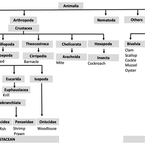 Taxonomic Classification Of Shellfish Species Within The Crustacea