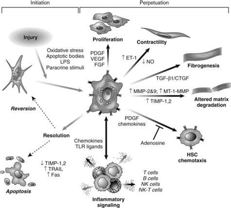 Liver Fibrogenesis Mechanisms And Clinical Relevance Abdominal Key