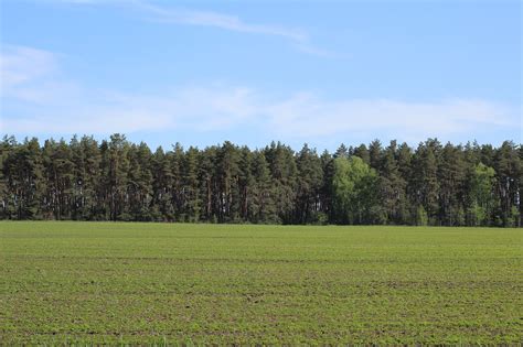 Trees Grass Field Free Photo On Pixabay Pixabay