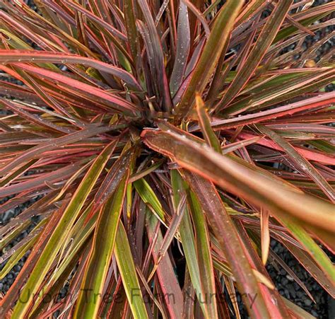 Phormium Tenax Maori Queen Urban Tree Farm Nursery