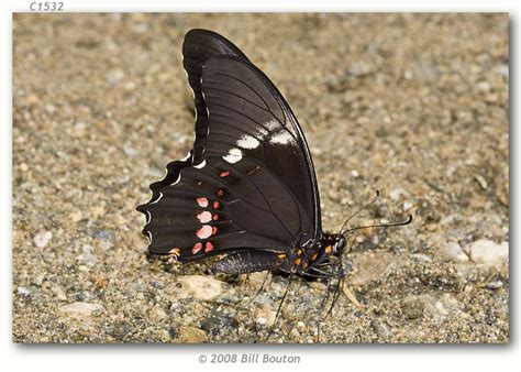 Heraclides Anchisiades Idaeus Live Adults