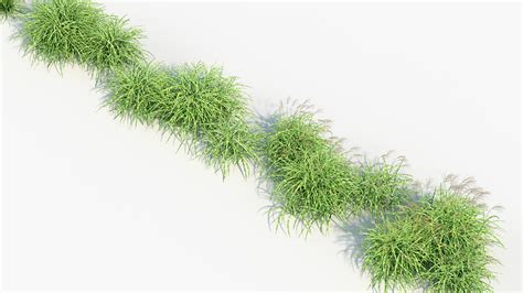 Miscanthus Sinensis Zebrinus Zenra Grass 3d Model 01 Free 3d Model