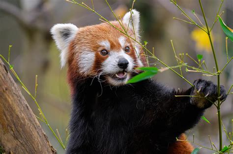 Definitive Guide To Himalayan Red Panda Facts Habitat Conservation