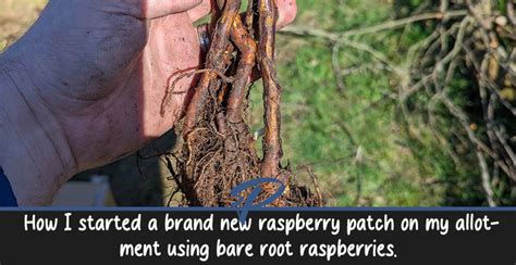 Starting A New Raspberry Patch Patient Gardener