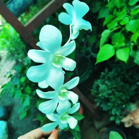 Dendrobium Orchid Any Colour Plant Wild Roots