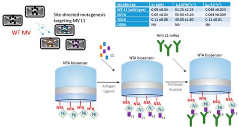 Biosensors Free Full Text Strategies Using Bio Layer Interferometry Biosensor Technology For