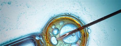 Infertility Johns Hopkins Medicine