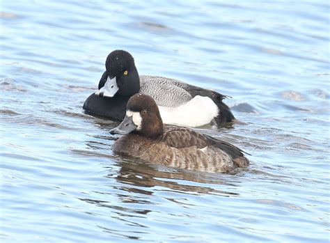 Lesser Scaup Male And Female Eric Curtis Reuter Flickr