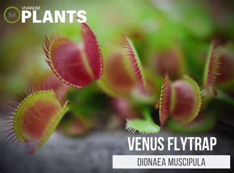 Dionaea Muscipula Venus Flytrap Care Guide Terrarium Plants