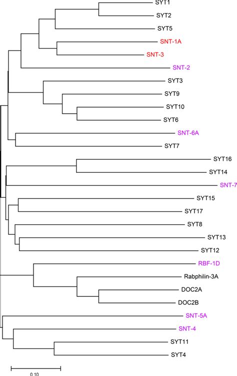 Phylogenetic Tree Of Worm And Mouse Syts Sequences Were Aligned By
