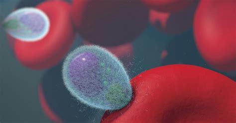 Deeper Understanding Of Malaria Parasite Sexual Development Unlocks