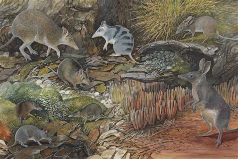 Art And Fossils Combine To Reveal Now Extinct Bilbies And Bandicoots Western Australian Museum