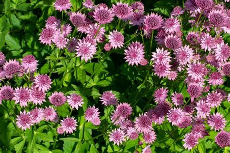 14 Plantes Vivaces à Fleurs Durables Jardin De Grand Meres