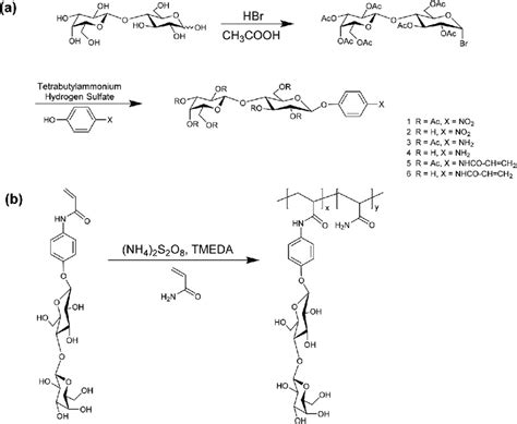 A Modification Of Lactose To 4 Acrylamidophenyl β Lactoside To