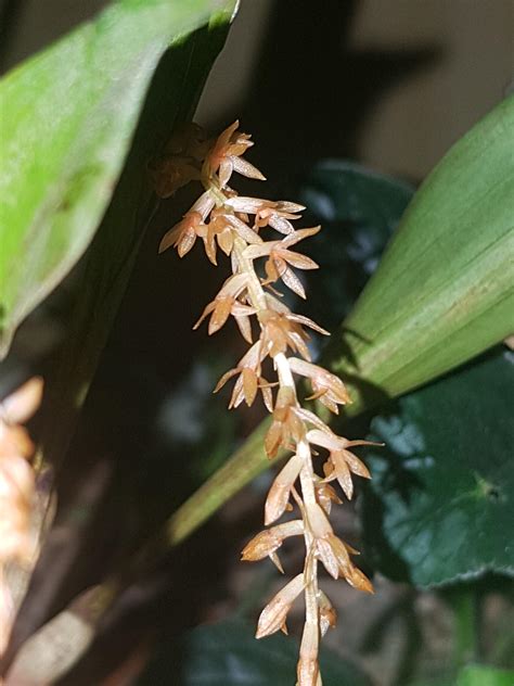 Dendrochilum Convallariiforme Beatiful Plant But The Smell Is Special