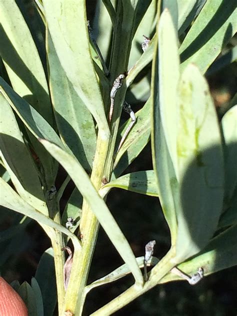 Trees Of Santa Cruz County Podocarpus Elongatus Monmal Icee Blue