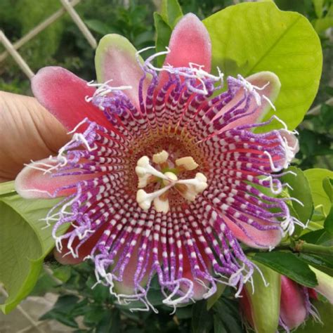 Passiflora Ligularis Sweet Granadilla Budget Seeds