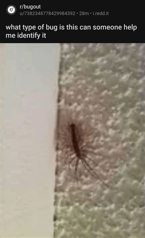 Is It Bugging Out If The Bug Is Indoors R Substakenliterally