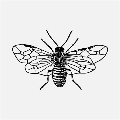 Sawfly Insect Vector Tofujoe