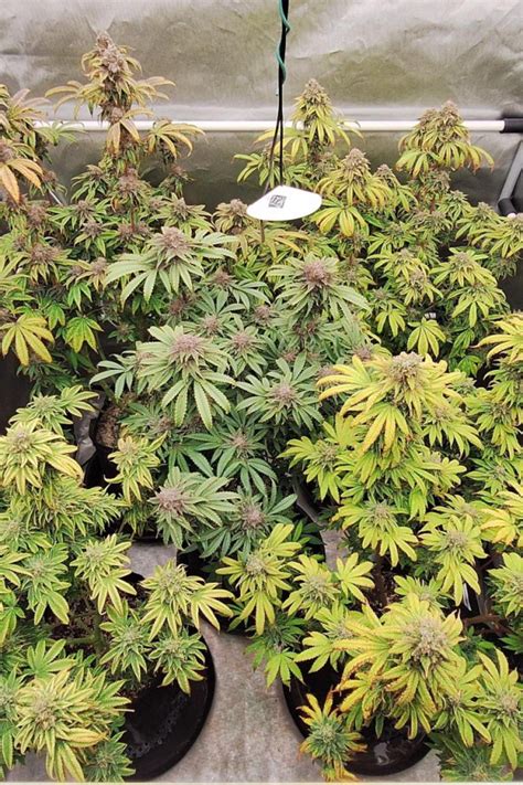 Buy Mix Pack Cannabis Seeds 42 Fast Buds United States