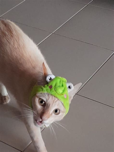 Memecat ฅ ฅ