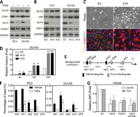 Tgf ␤ 1 Induced Klf4 Loss Leads To Slug Promoter Activation And Emt In