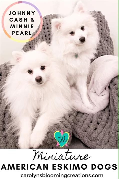 Mini American Eskimo Photography Artofit