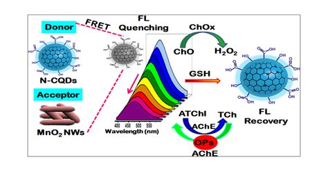 N Doped Carbon Quantum Dot Mno2 Nanowire Fret Pairs Detection Of