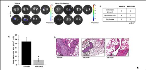 Cxcr4 Blockade Reduced The Pim3 Induced Lung Metastatic Burdenin Vivo